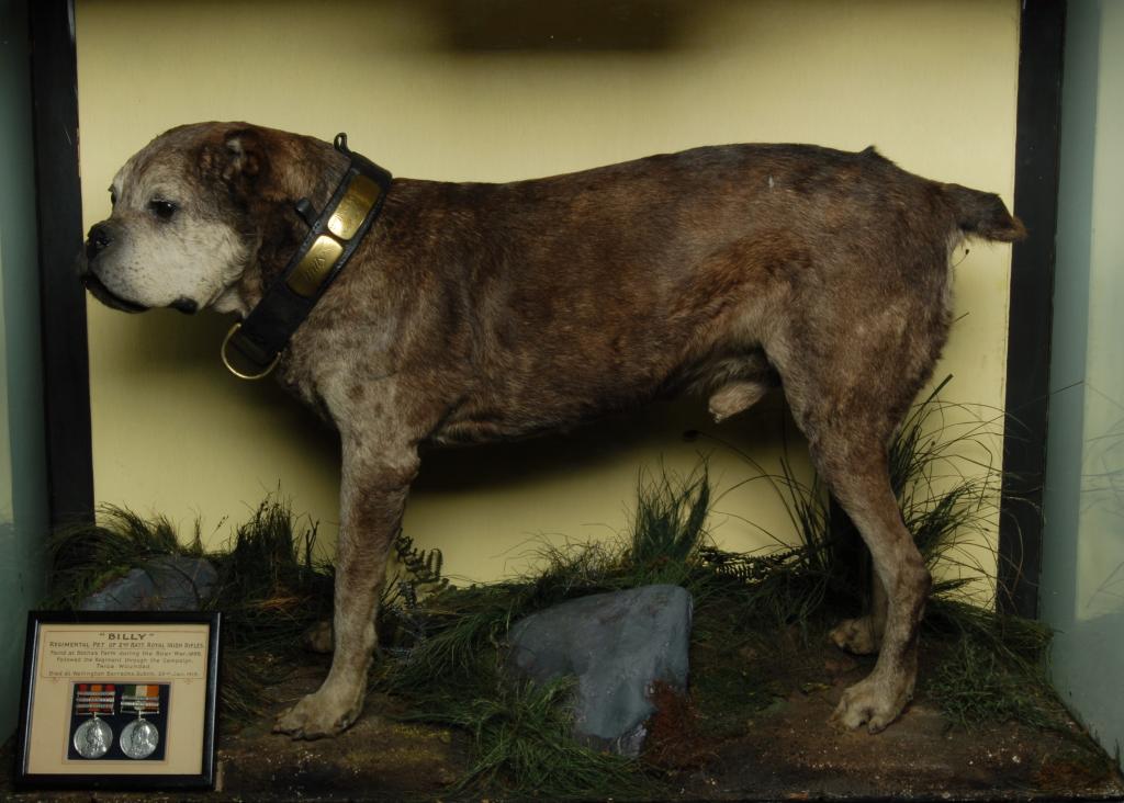 Billy 'Botha'. | Royal Irish - Virtual Military Gallery